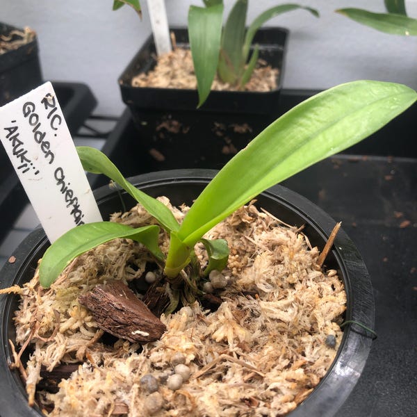 Double Rose Pikake (hawaiian Pronunciation of “peacock”) a Sweet ...