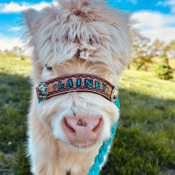 Side Pull Hackamore Pink , Mini to Draft, Pony Hackamore, Bitless ...