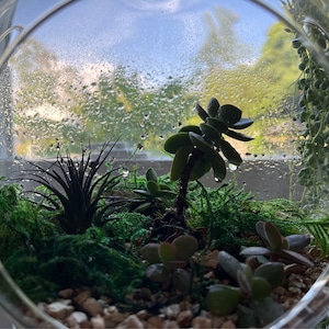 Pearl Turbo Setosus Shell 1 3/4 2 1/4 Opening 1 - Etsy