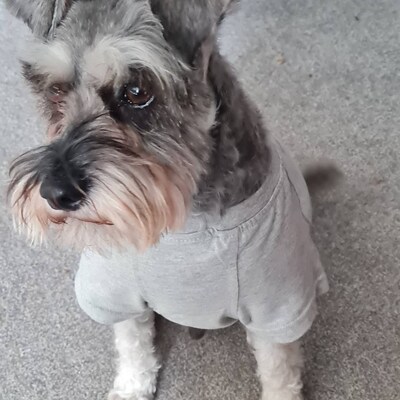 Grey Dog T-shirt Dog Tees Dog Shirts Pet Shirts XXS to 4XL - Etsy
