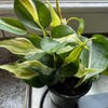 Philodendron Rio Large | Philodendron Rio Starter Planter Plant | Rio ...