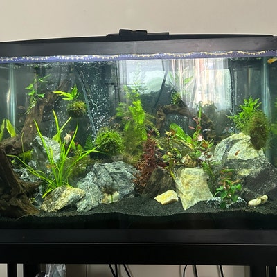 Hydrocotyle Tripartita Mini / Hydrocotyle Tripartita Sp. Japan / Mini ...