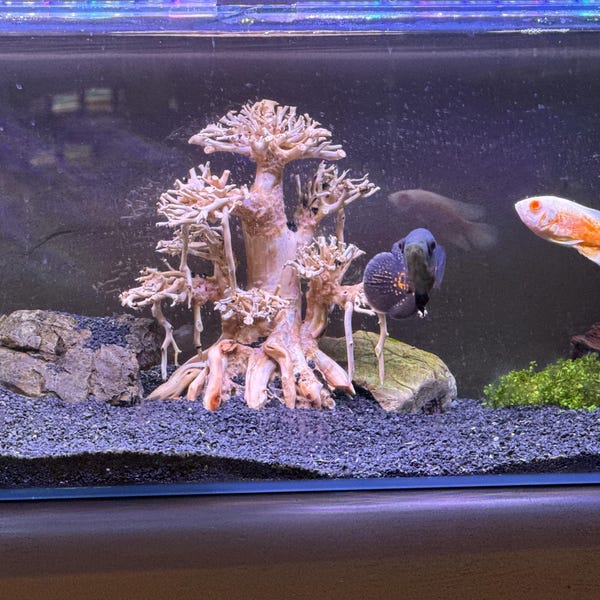 Tyrannosaurus Rex Fish Tank Drift Wood Aquarium Aquascape Rock ...