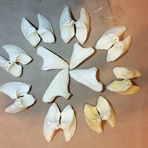 10 Bison Buffalo Toe Bones Third Phalanges - Etsy