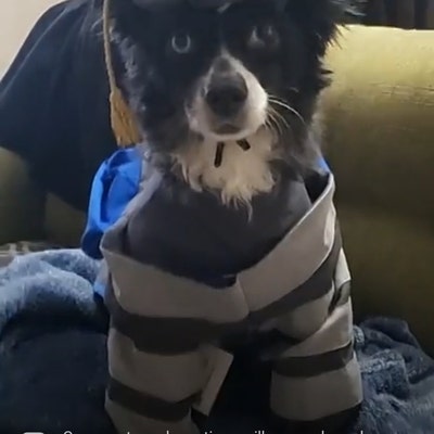 Dog Cleopatra Halloween Costume, Cleopatra Dog Costume, Puppy Cleopatra ...