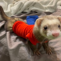Ferret Costume Halloween Pet Clothes for Ferrets. Bat Wings. Harness ...