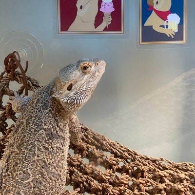 Bearded Dragon Eating Ice Cream Cone Tank Decor Reptile Art Lizard ...