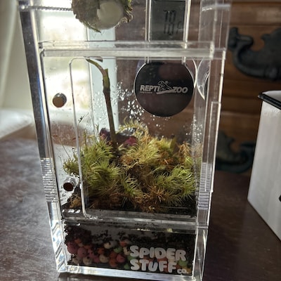 Spider Stuff Bioactive Enclosure Large 4x 4 X 8, Spider Enclosure ...