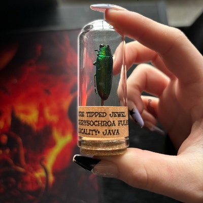 Real, Dried Insect, Beetle, Bug in a Bell Jar, Cloche, Dome Jar ...