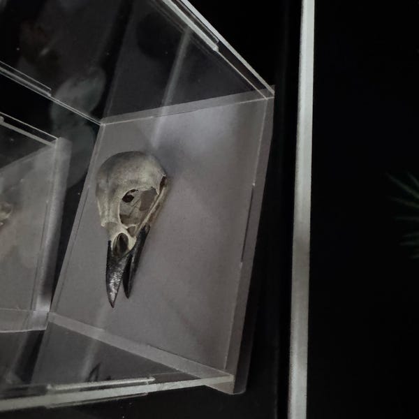 Real Crow Skull Wings Tail Feet Real Natural Carrion Rook Feathers ...