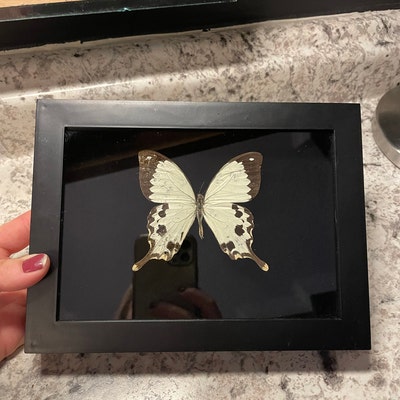 Papilio Dardanus, FLYING HANDKERCHIEF BUTTERFLY Real Swallowtail From ...