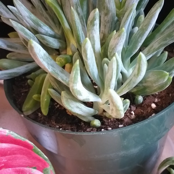 Extra Large Blue Chalk Sticks Cuttings, Curio Repens, Chalk Fingers ...