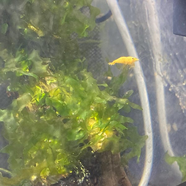 2 Bucephalandra Micro Plants Live Aquarium Plants Free S/h Live Aquatic ...