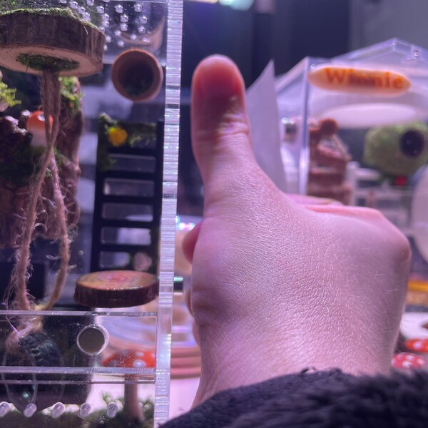 Made-to-order Wizard's Study Jumping Spider Enclosure,jumping Spider ...