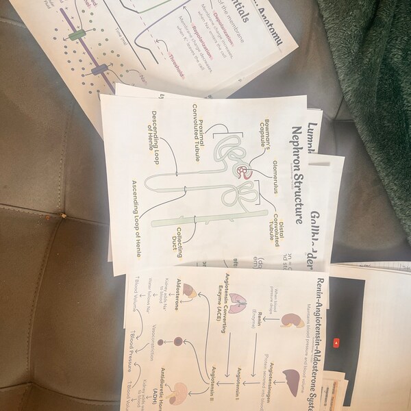 DIGITAL Rote Respiratory Anatomy Worksheets, Answer Keys Included (set ...