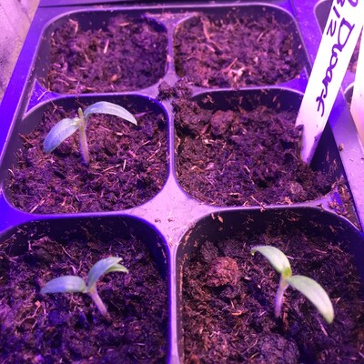 Micro Tom Tomato Seeds World's Smallest Tomato Plant Micro Dwarf Tomato ...