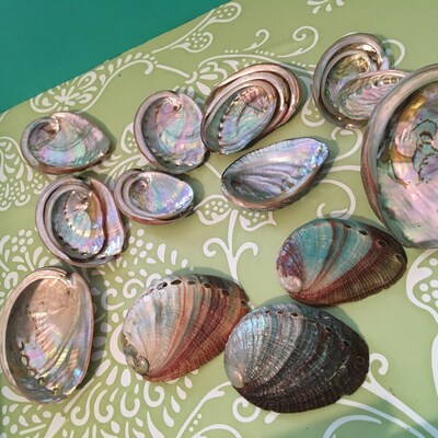 Bulk Polished Red Abalone Shells 25 size 1 3 Seashells, Jewelry, Crafts ...
