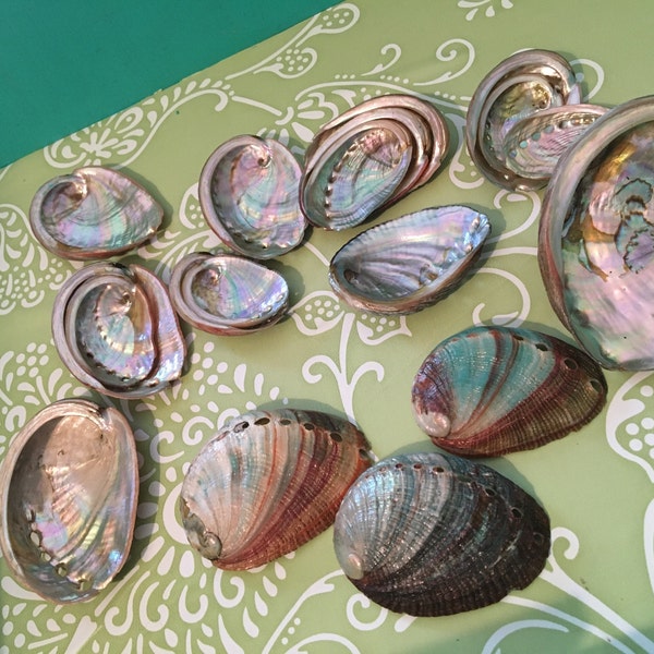 Bulk Polished Red Abalone Shells (25) -size 1"- 3" Seashells, Jewelry ...