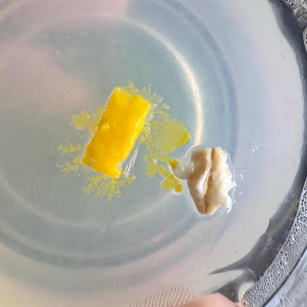 Mini Blob Kit -slime Mold - Physarum Polycephalum - Etsy