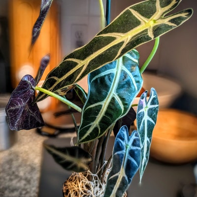 LIVE 6 Pot Ivy Plant, Hedera Helix, Plant Gift for Home, Dad Christmas ...