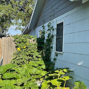 35 Organic Loofah Seeds Luffa Edible Squash Sponge Harvest Non-gmo ...