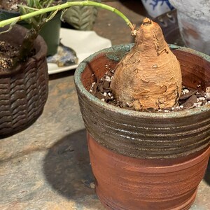 Female Head Face Ceramic Planter Pot Black Small With Drainage - Etsy