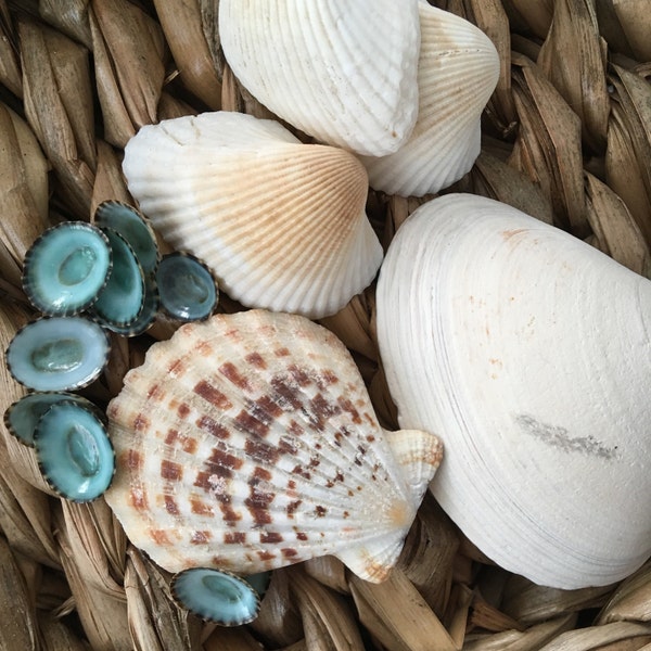 Bulk India Tiny Mix Seashells for Sailor Valentine Craft Wedding Floral ...