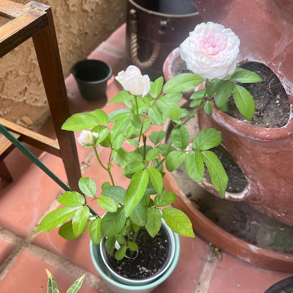 FIREBUSH Firefly Dwarf Scarlet Red Shrub Live Plant Orange Yellow ...