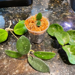 Philodendron Brandtianum Aff wild Form | Etsy