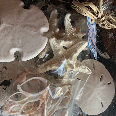 Keyhole Sand Dollars, Mexican Arrowhead Sand Dollar, Encope Grandis ...