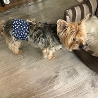 Yorkie Female Dog Diaper Sewing Pattern Pdf Download for Yorkshire ...