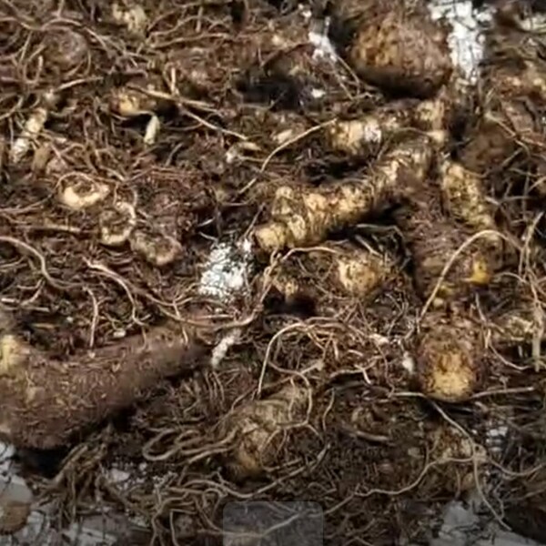 10 Wild Geraniums Plants Cranesbill Geranium Maculatum Organic Bare ...