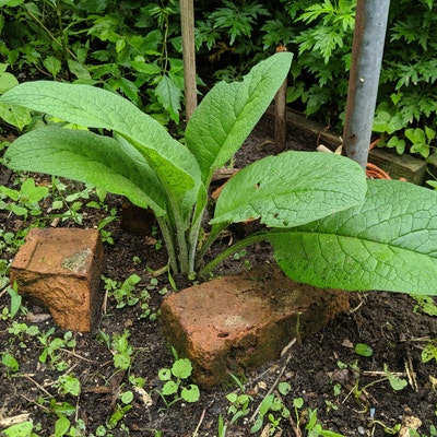 Dried and Crushed Comfrey Leaf - Etsy