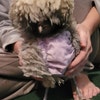 Small Stylish Chicken Diaper- Perfect for Small Bantams - Etsy