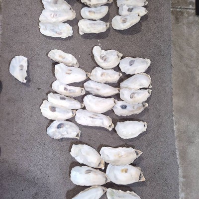 35 to 40 Large Oyster Shells 5 to 7 Clean No Smell Art Craft Painting ...