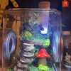 Jumping Spider Food Dish, Jumping Spider Enclosure , Accessories for ...