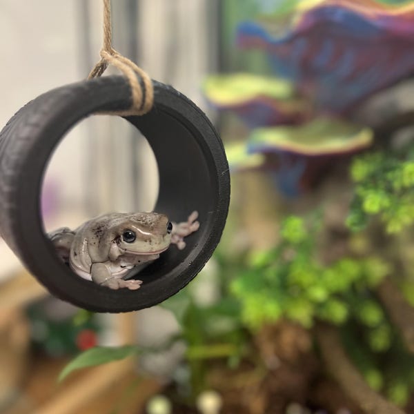 Reptile Climbing Ramp, Bearded Dragon Basking Platform, Rock Wall ...