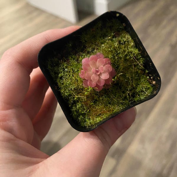 Sethos - Carnivorous Plant - Butterwort Pinguicula - Etsy