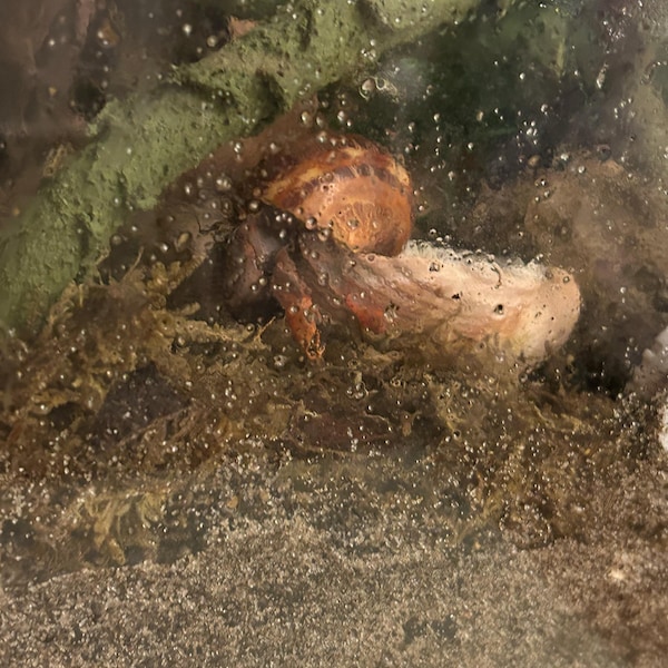 Red Shrimp | Hermit Crab Food | Protein | Seafood Aquatic - Etsy