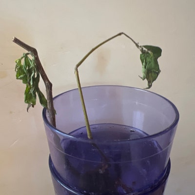 1 Live Rooted Starter Tradescantia tahitian Bridal Veil Wandering Jew ...