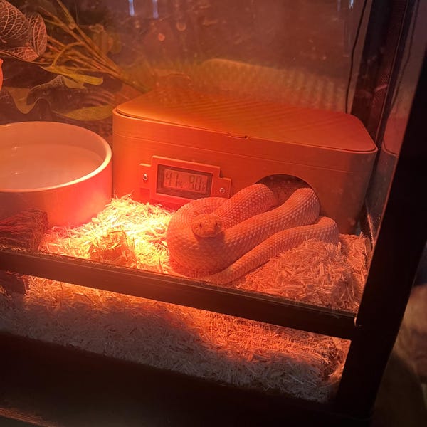 Shrimp Cubes and Aquarium Decoration - Etsy