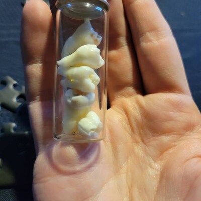 One Real Human Tooth Pendant Necklace - Etsy
