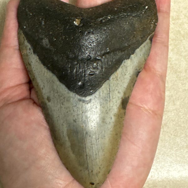 Megalodon Tooth 4.84 Inches. Real Fossil Megalodon Shark Tooth ...