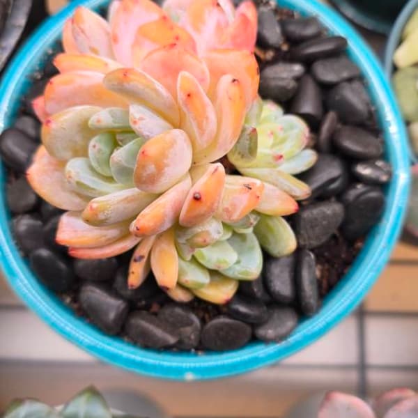 Echeveria 'red Coral' , Rare Live Succulent - Etsy