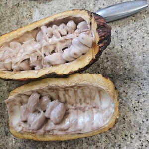 WHOLESALE BOX of Cut Red or Green Sugarcane - Etsy