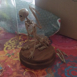 Sphinx Skeleton, Curiosity Cabinet - Etsy