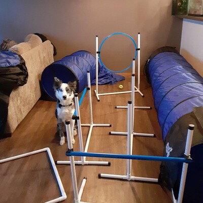 Better Sporting Dogs Practice See Saw Dog Agility Teeter Dog Agility ...