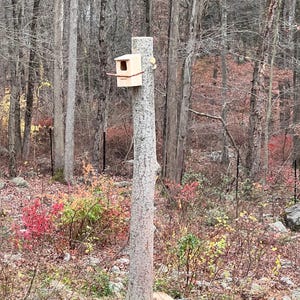 Cardinal Nesting Box - Etsy