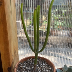 Zone 8 Plant, XL Agave Americana 'marginata' Variegated Century Plant ...