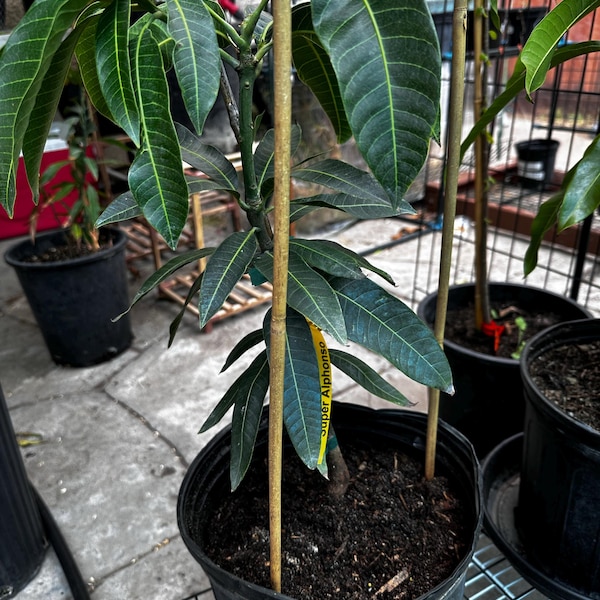 Mamey Sapote Tree - Grafted - Key West 3gl - Etsy